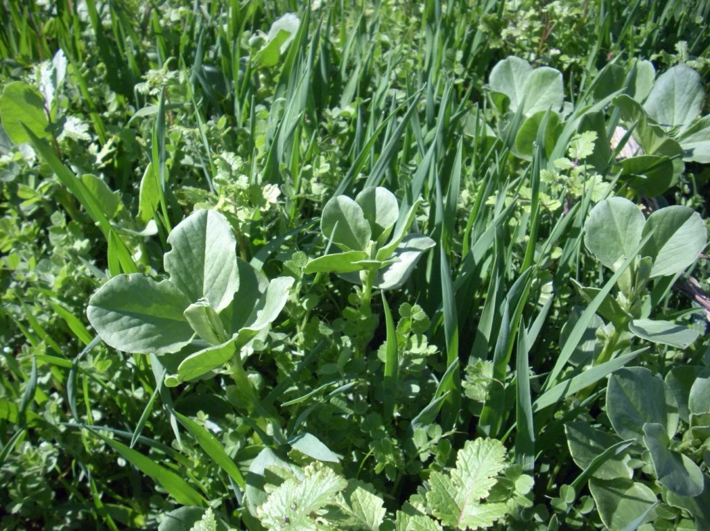 Des couverts végétaux à l’essai – Jardinons Sol Vivant