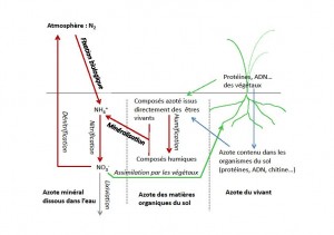 L’azote dans tous ses états – Jardinons Sol Vivant